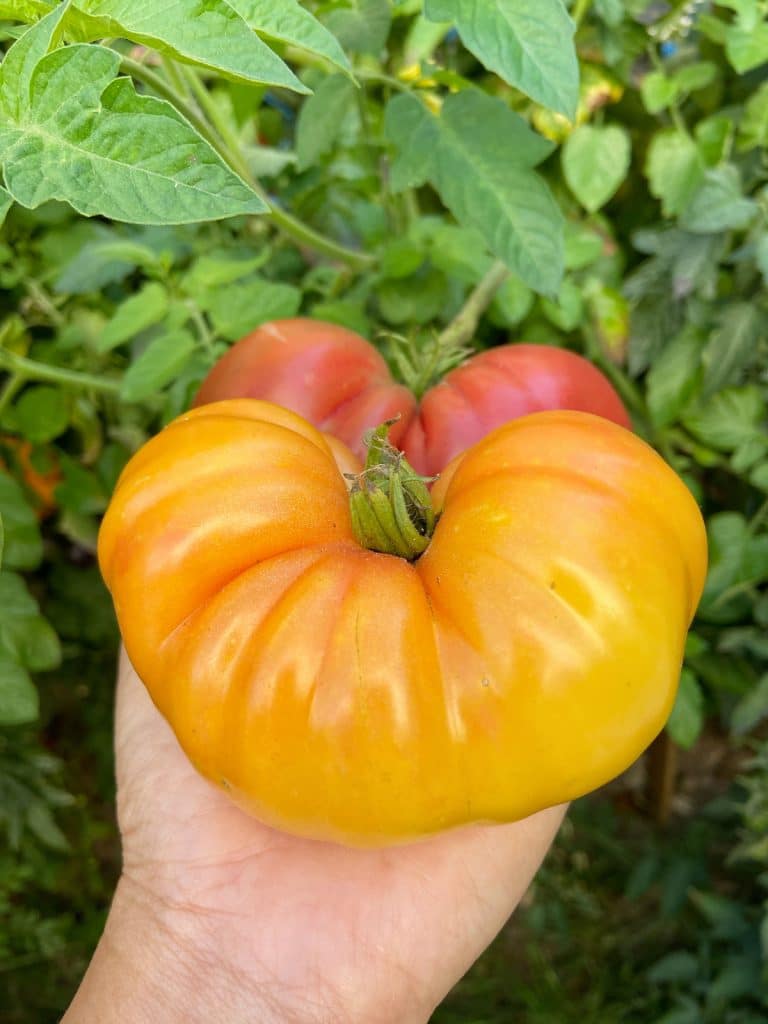 Kelloggs Breakfast Tomato Plant