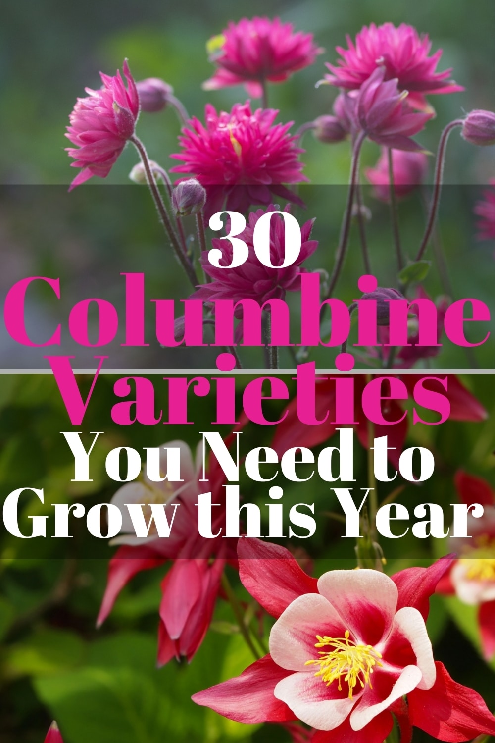 30 Columbine Varieties and How to Care for Them - Gardening