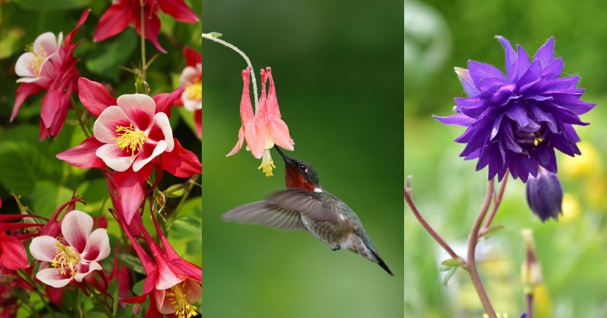 30 Columbine Varieties and How to Care for Them - Gardening
