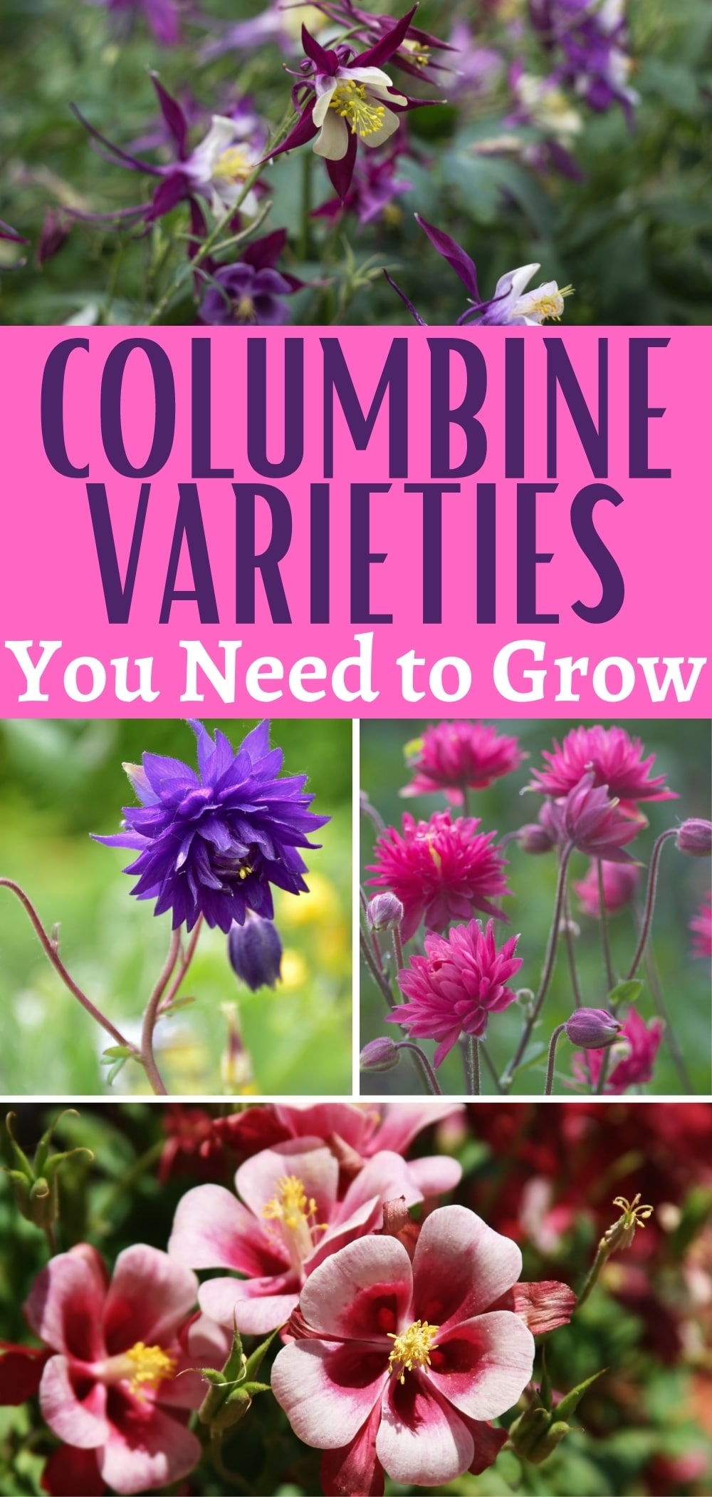 30 Columbine Varieties and How to Care for Them - Gardening