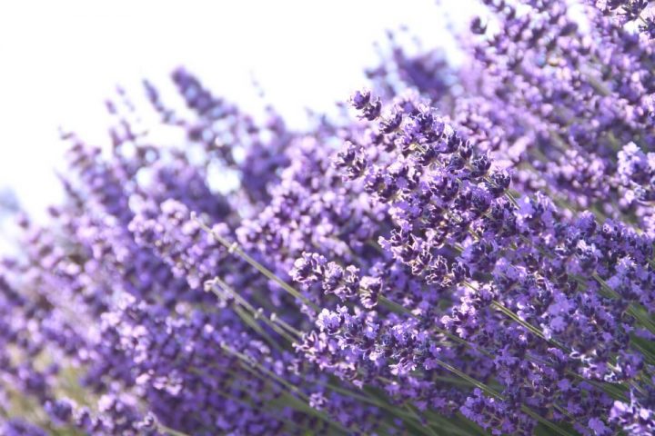 31 Of The Best Deer Resistant Perennials - Gardening