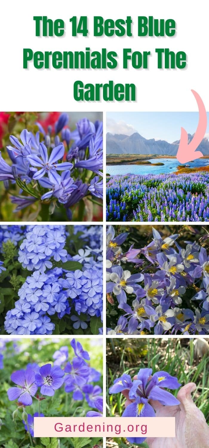 14 Blue Perennials You'll Want in Your Garden - Gardening