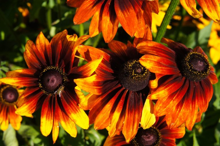 Complete Black-Eyed Susans Growing Guide - Gardening
