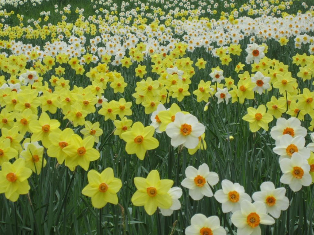 Daffodils Growing Guide: Everything You Need to Know - Gardening