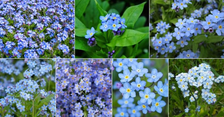 Forget-Me-Nots Full Growing Guide - Gardening