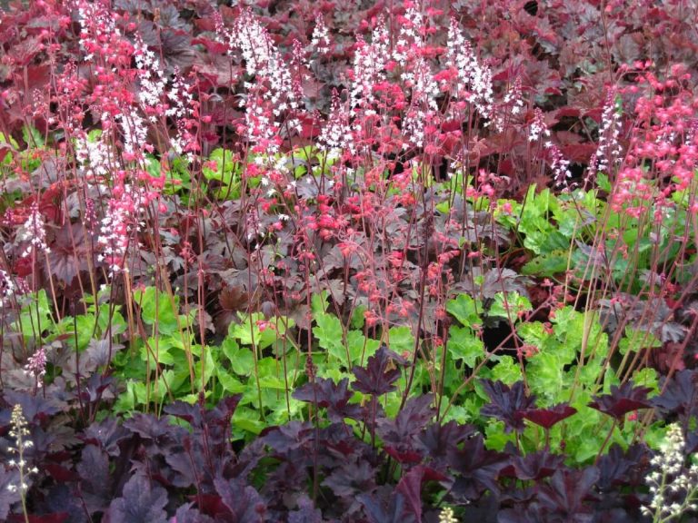 Coral Bells Full Growing Guide (Plant, Grow, and Care) - Gardening