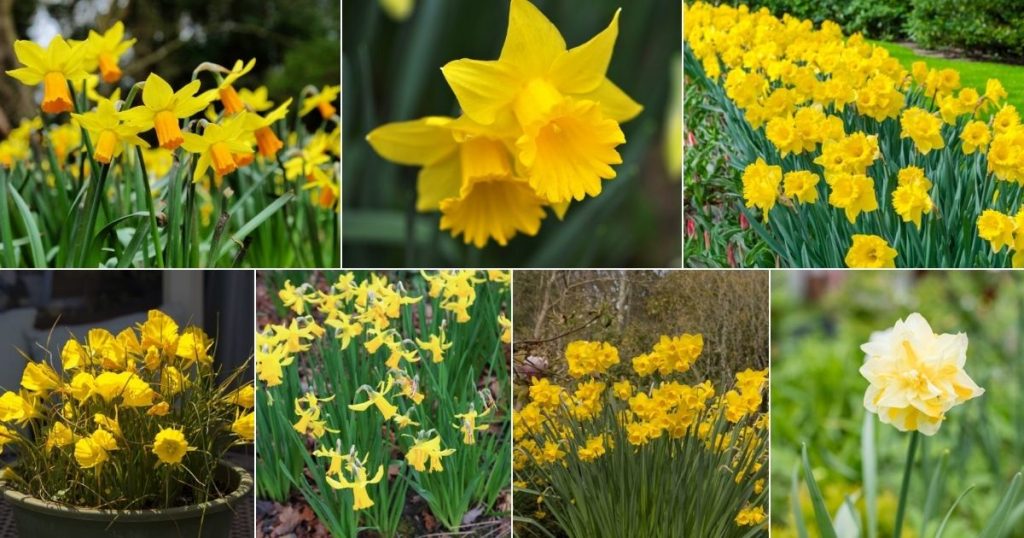 Daffodils Growing Guide: Everything You Need to Know - Gardening