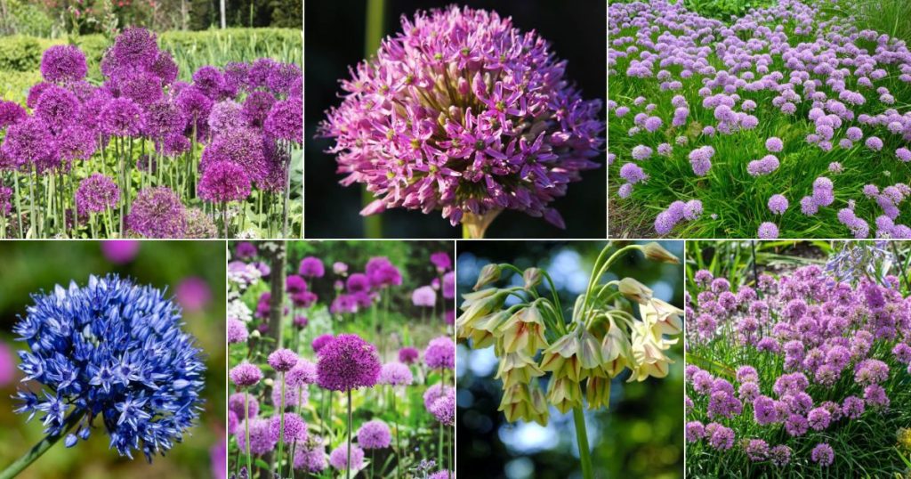 Alliums Full Growing Guide (Plant, Grow, and Care) - Gardening