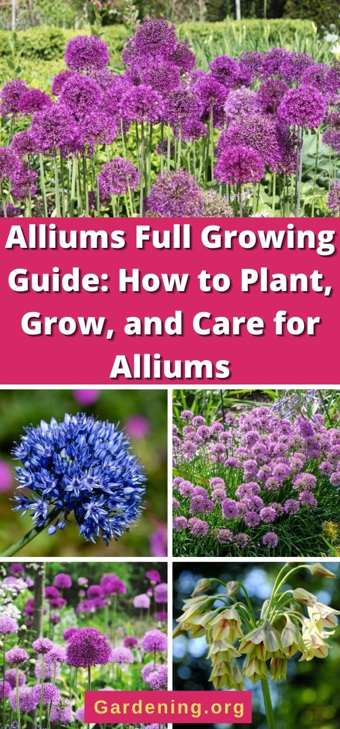 Alliums Full Growing Guide (Plant, Grow, and Care) - Gardening