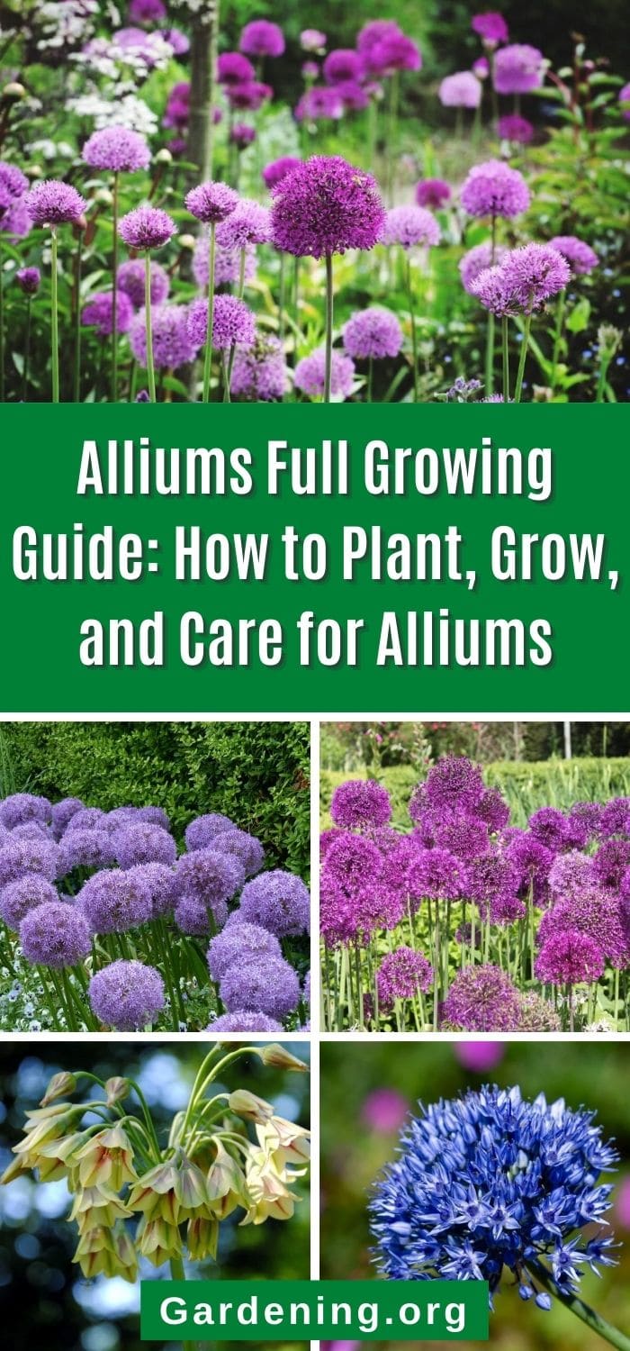 Alliums Full Growing Guide (Plant, Grow, and Care) - Gardening