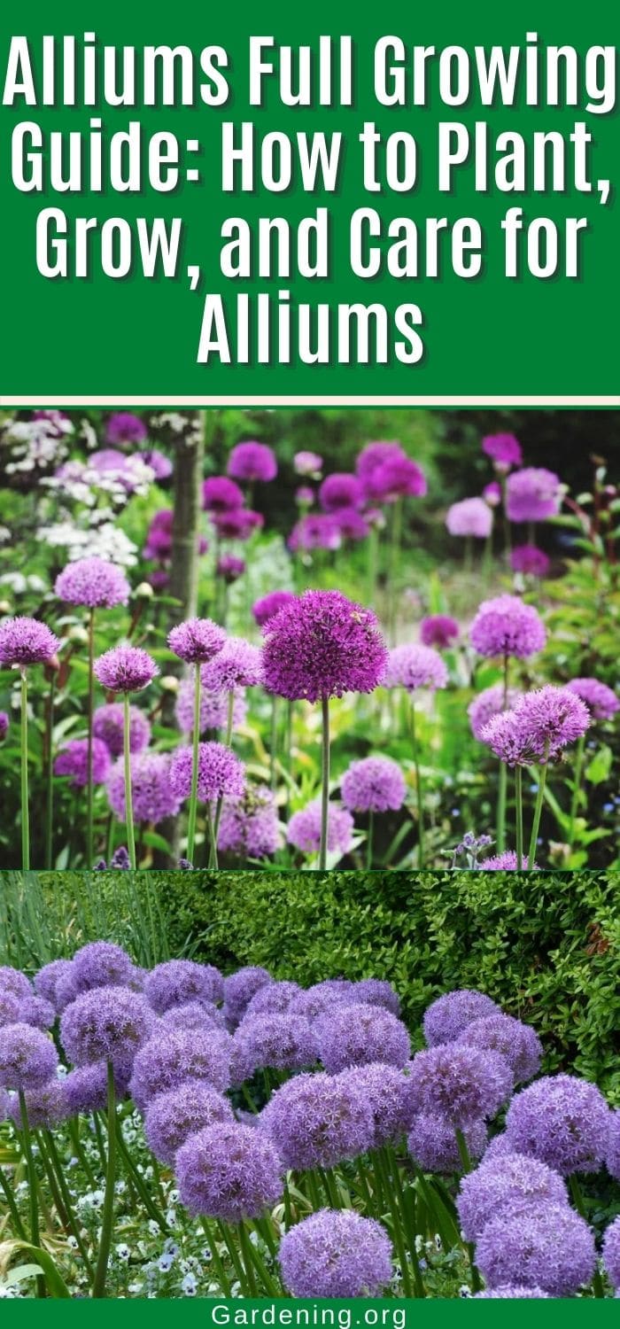 Alliums Full Growing Guide (Plant, Grow, and Care) - Gardening