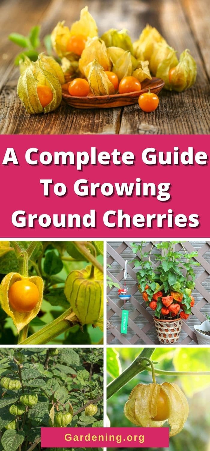 Ground Cherries Complete Growing Guide (+Uses and Recipes)