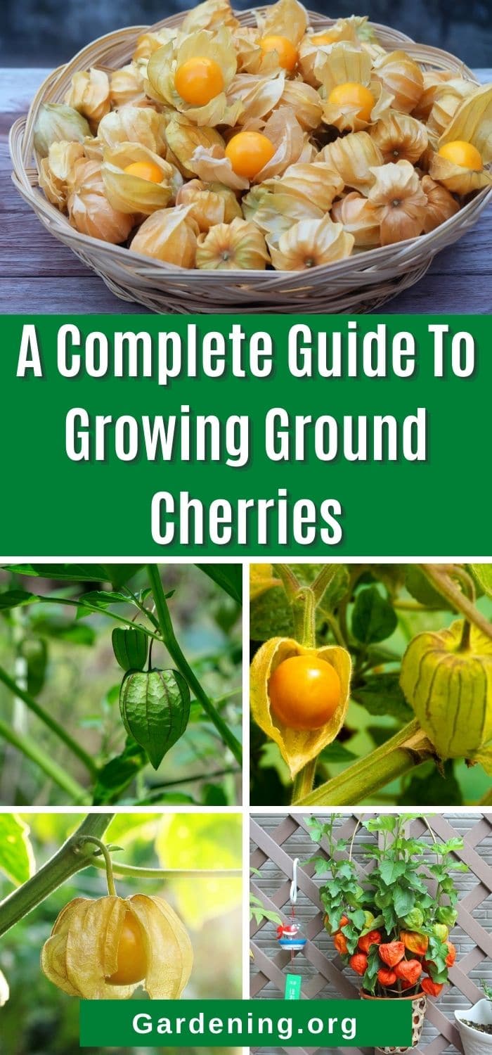 Ground Cherries Complete Growing Guide (+Uses and Recipes)