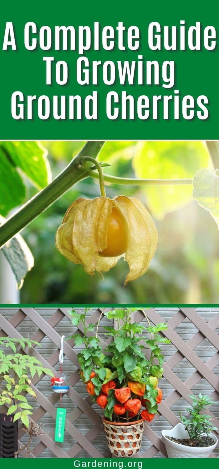 Ground Cherries Complete Growing Guide (+Uses and Recipes)