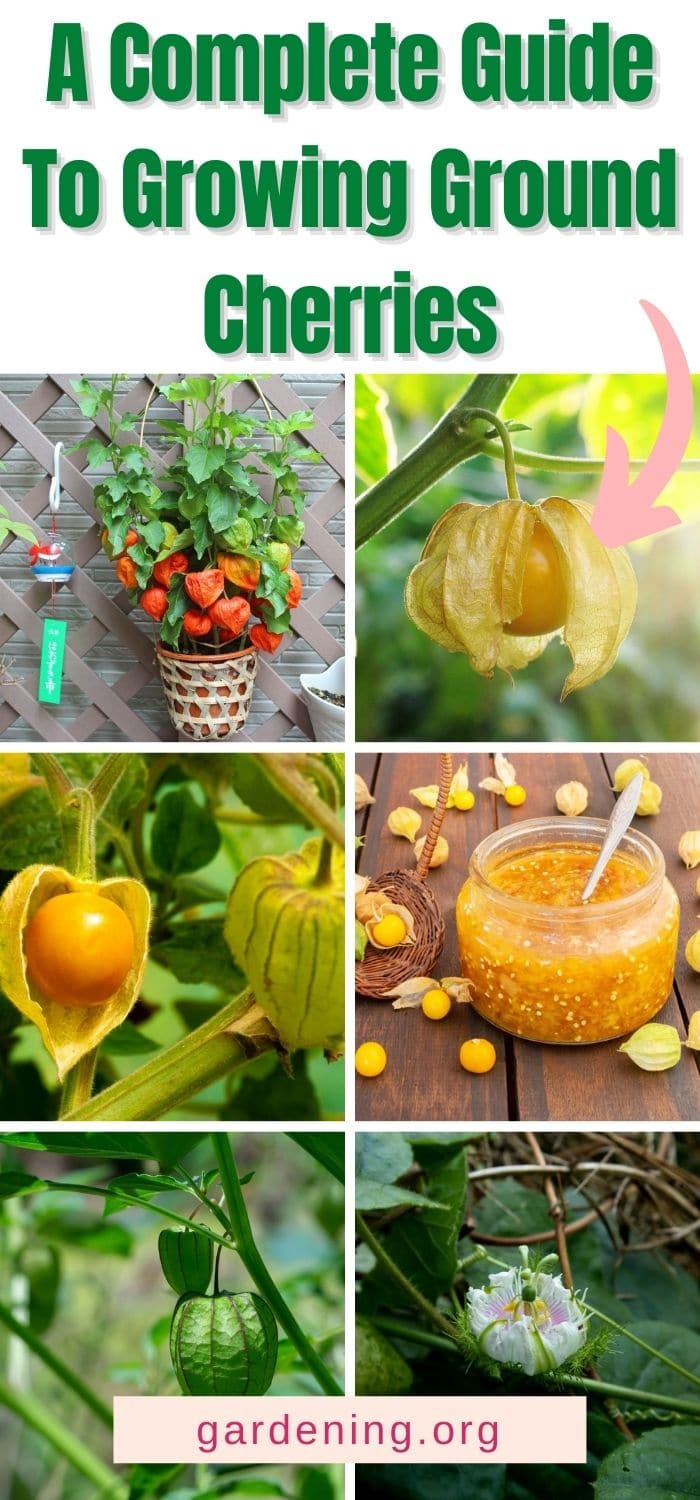 Ground Cherries Complete Growing Guide (+Uses and Recipes)