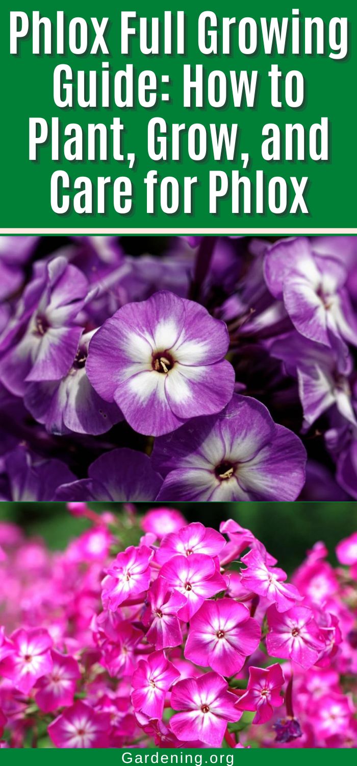 Phlox Full Growing Guide (Everything You Need to Know)