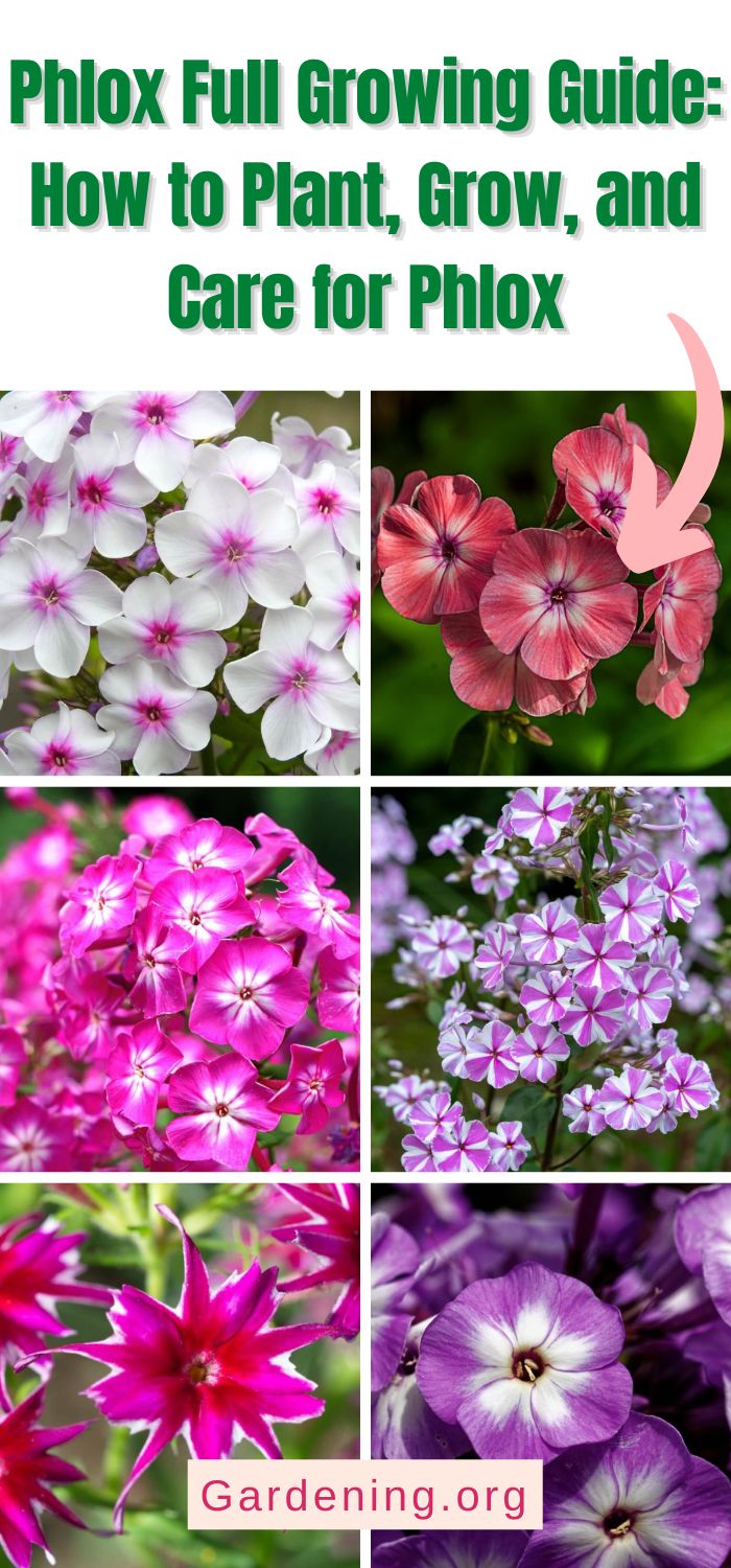 Phlox Full Growing Guide (Everything You Need to Know)