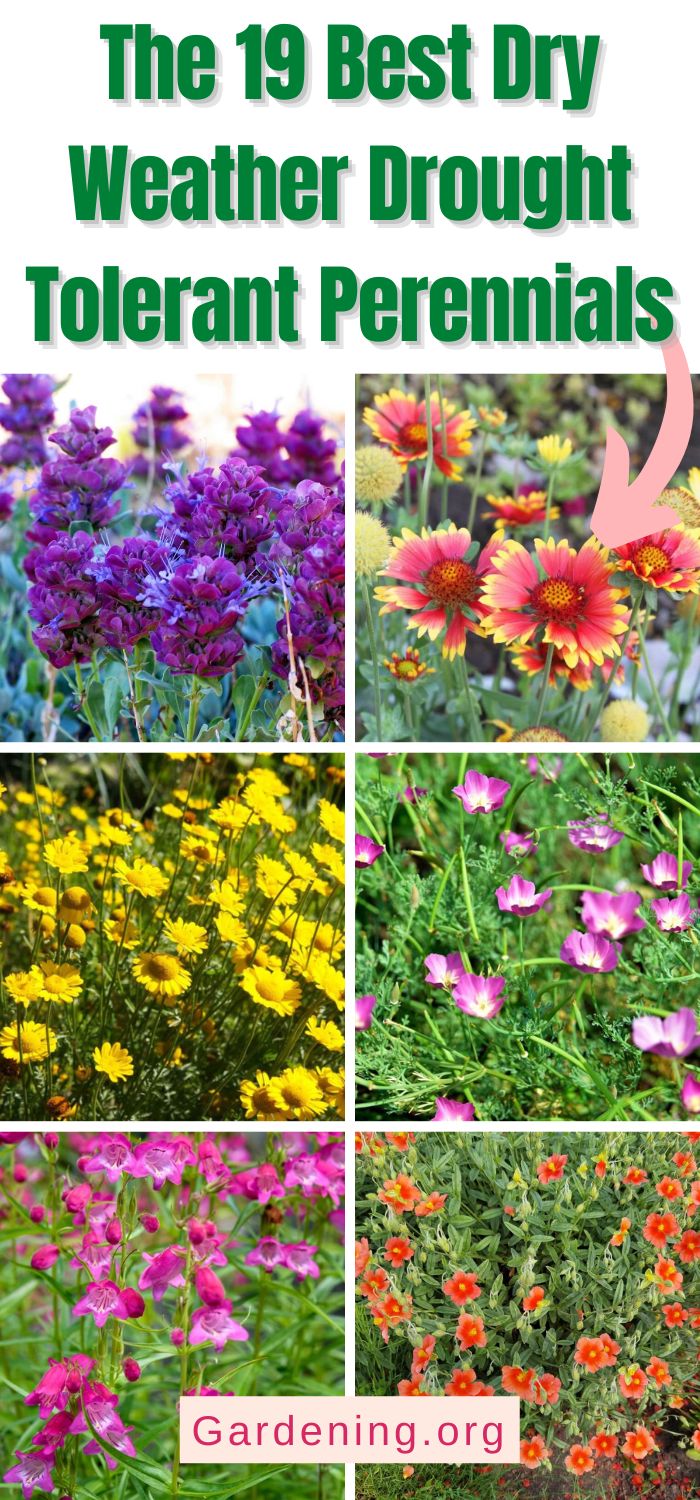The 19 Best Dry Weather Drought Tolerant Perennials - Gardening