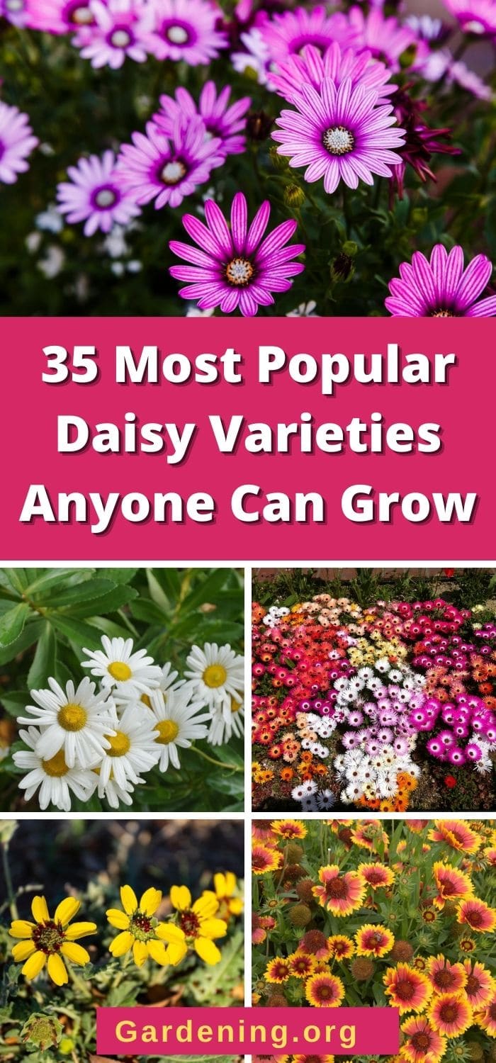 35 Most Popular Daisy Varieties Anyone Can Grow - Gardening