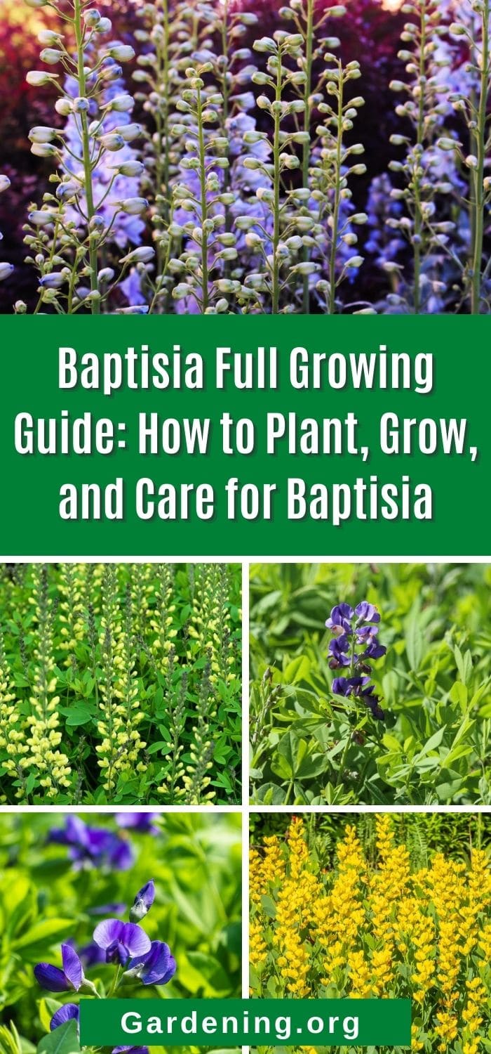 Baptisia Full Growing Guide: (Plant, Grow, and Care) - Gardening