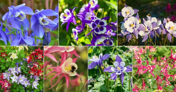 Columbines Full Growing Guide (Plant, Grow, and Care)