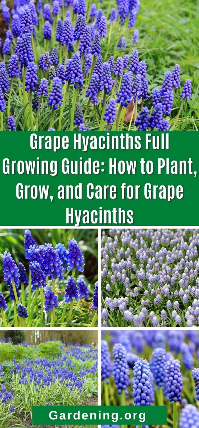 Grape Hyacinths Growing Guide (Plant, Grow, and Care Guide)