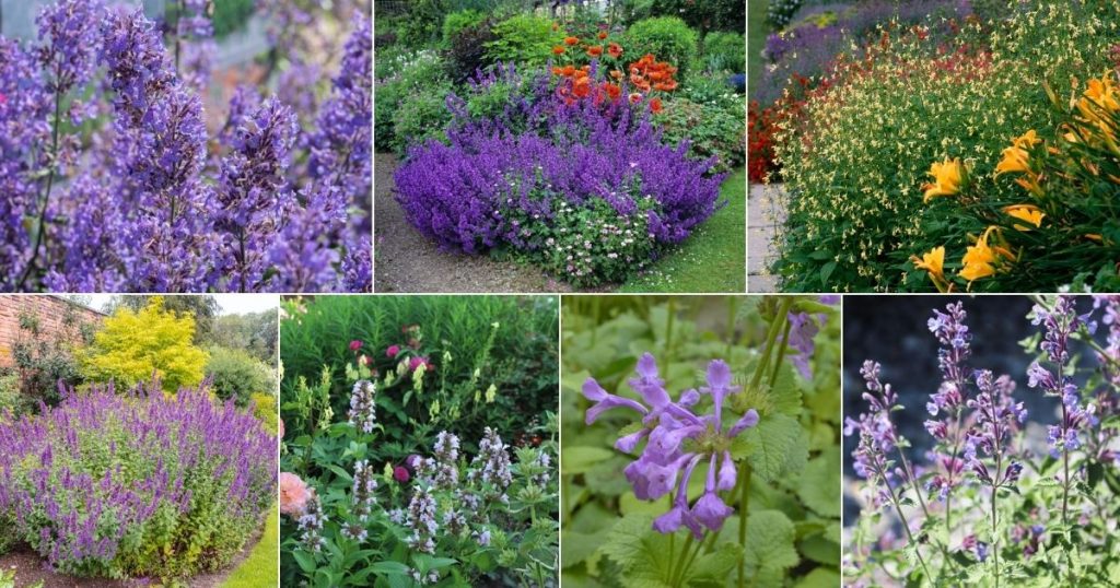Catmint Full Growing Guide (Plant, Grow, and Care) - Gardening