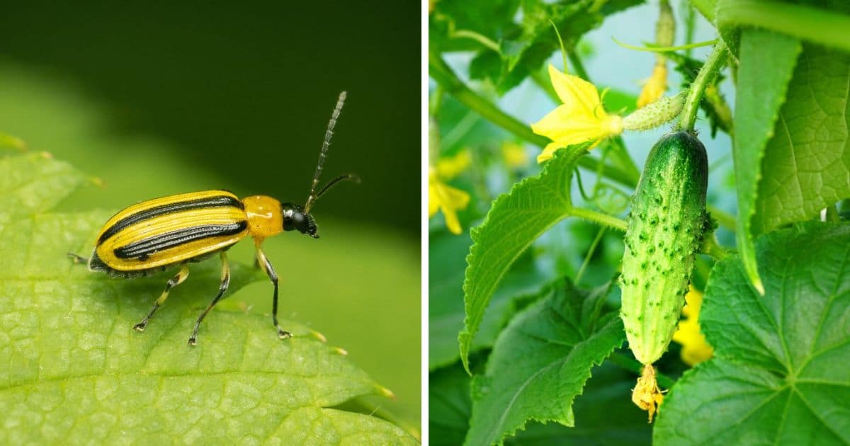 Cucumber Beetle Invasion? Stop Them Dead Before They Throw a Garden ...