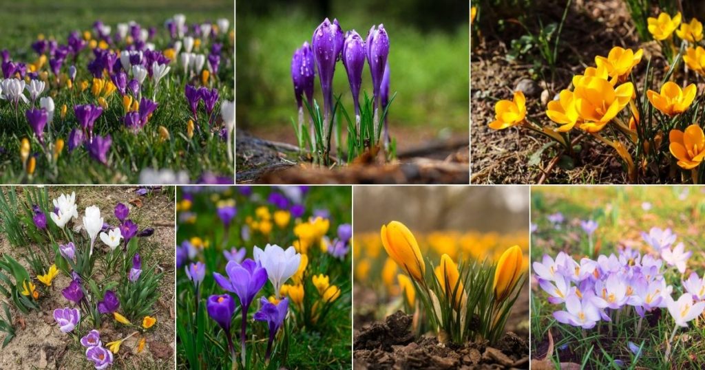 Crocuses Full Growing Guide (Plant, Grow, and Care) - Gardening