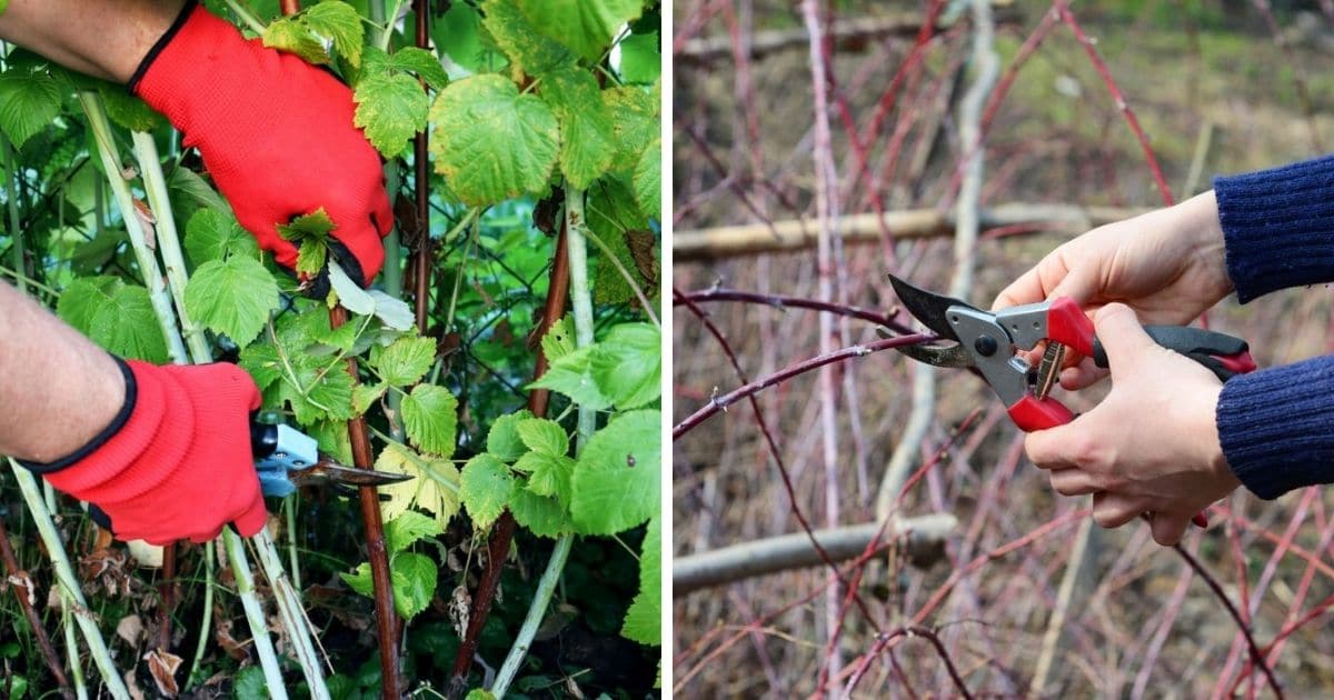 2 Ways to Propagate Raspberries + Growing and Pruning Tips - Gardening
