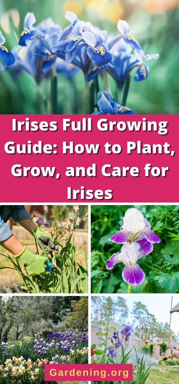 Irises Full Growing Guide (Plant, Grow, and Care) - Gardening