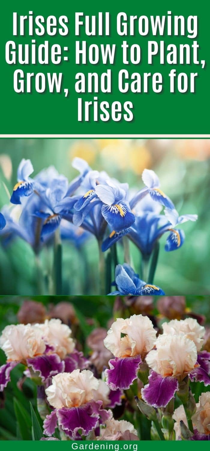 Irises Full Growing Guide (Plant, Grow, and Care) - Gardening