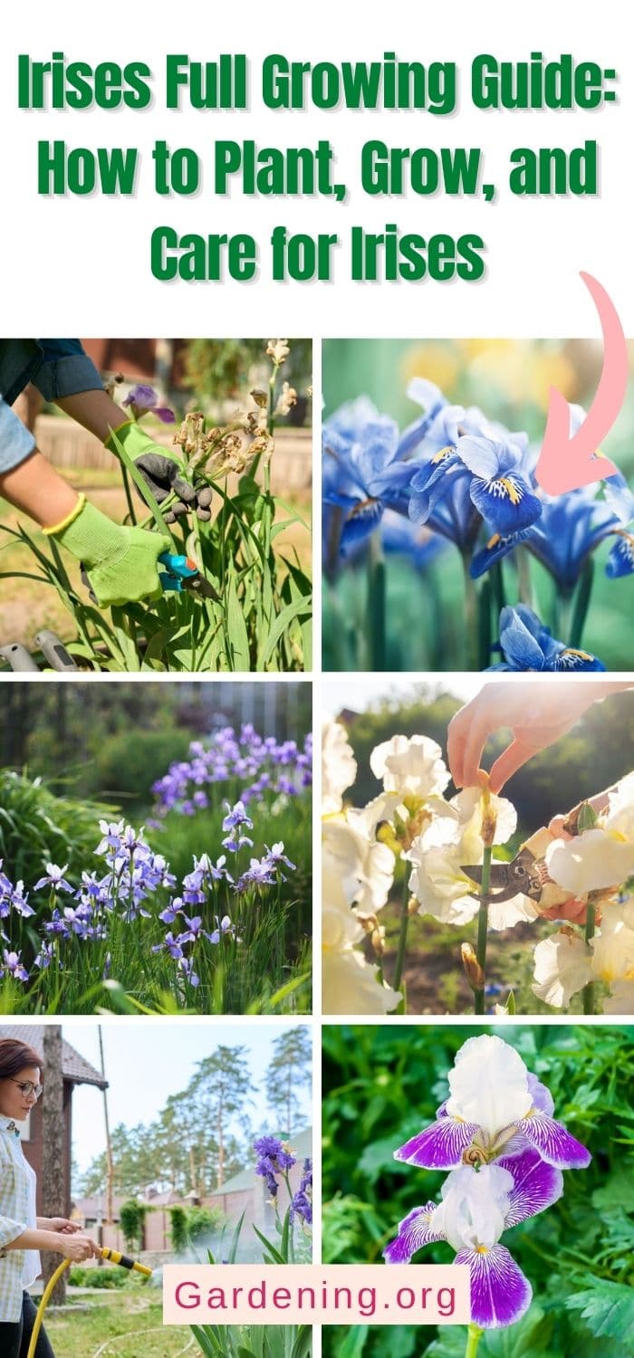 Irises Full Growing Guide (Plant, Grow, and Care) - Gardening