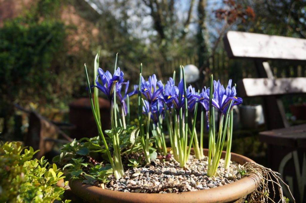 Irises Full Growing Guide (Plant, Grow, and Care) - Gardening