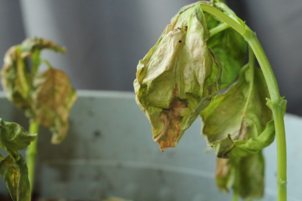 10+ Common Plant Pathogens and How to Treat Them Organically