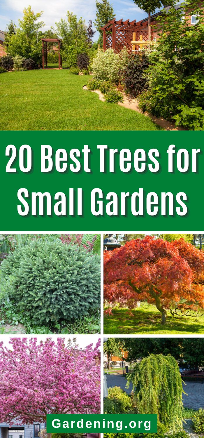 20 Best Trees for Small Gardens + Caring Tips - Gardening