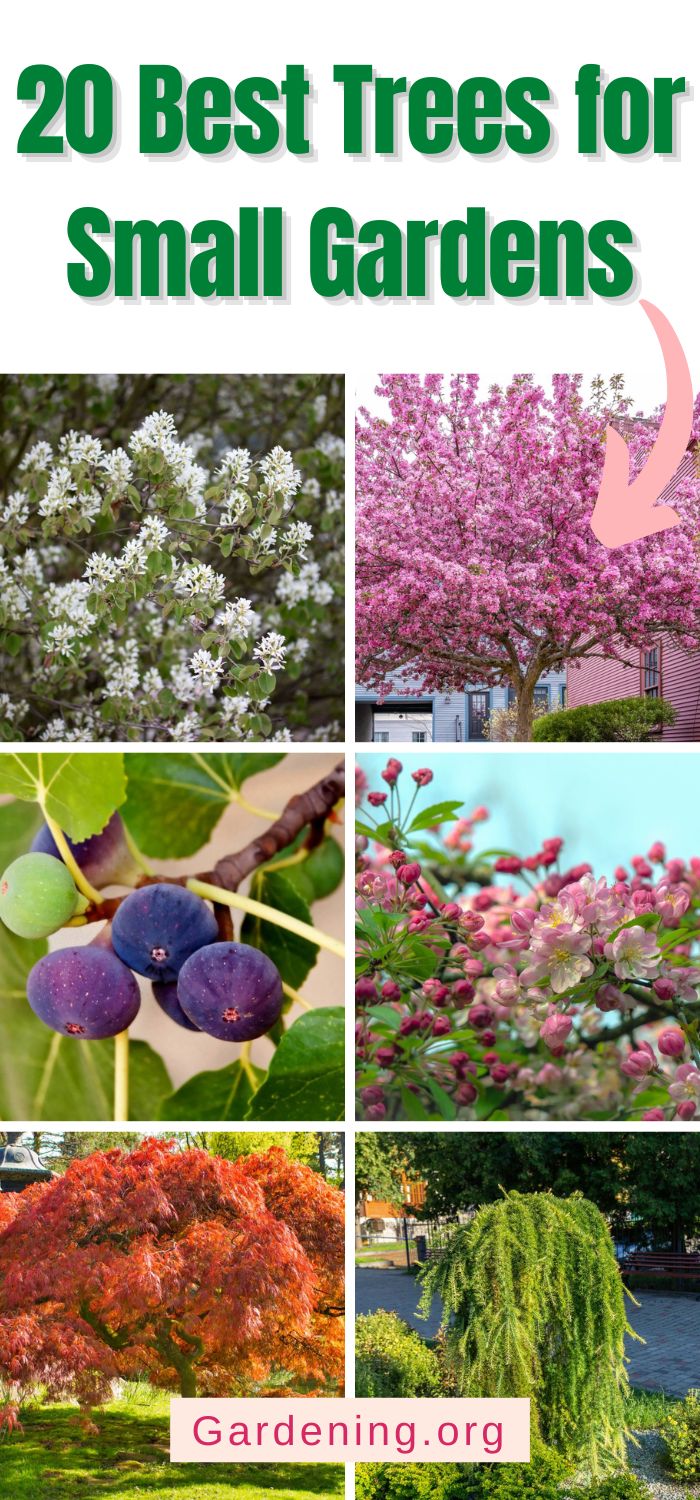 20 Best Trees for Small Gardens + Caring Tips - Gardening
