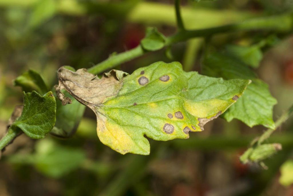10+ Common Plant Pathogens and How to Treat Them Organically