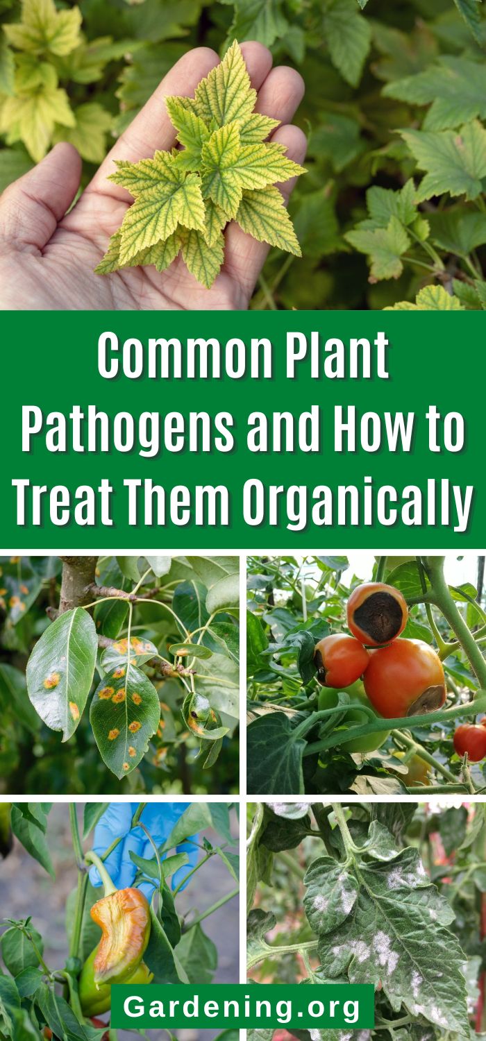 10+ Common Plant Pathogens and How to Treat Them Organically