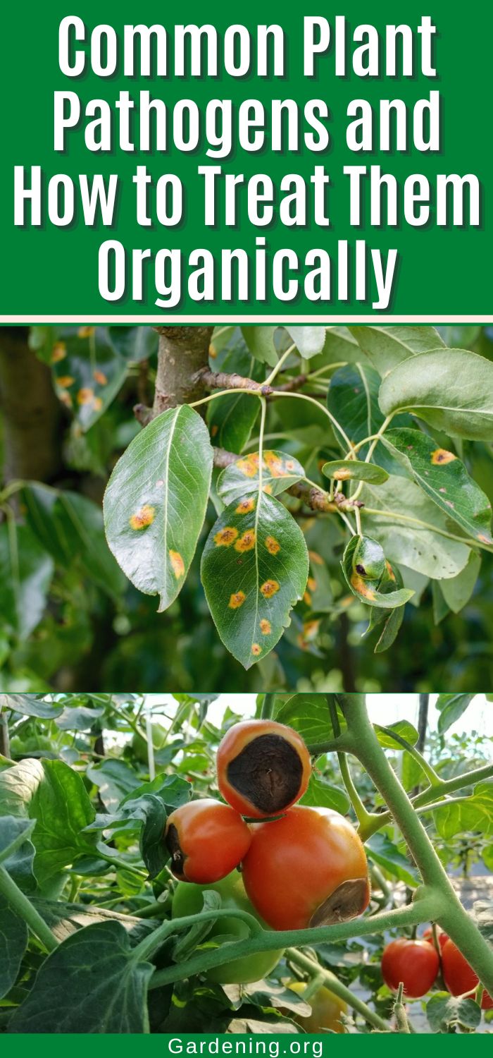 10+ Common Plant Pathogens and How to Treat Them Organically