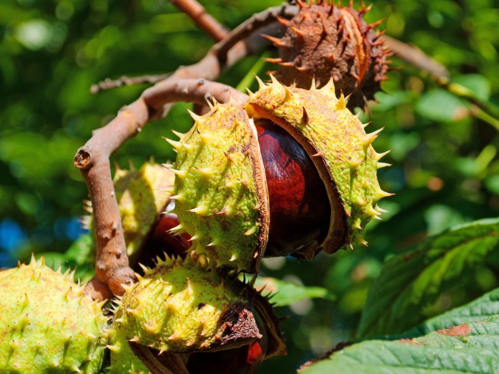 13 Nut Trees for the Home Gardener - Gardening