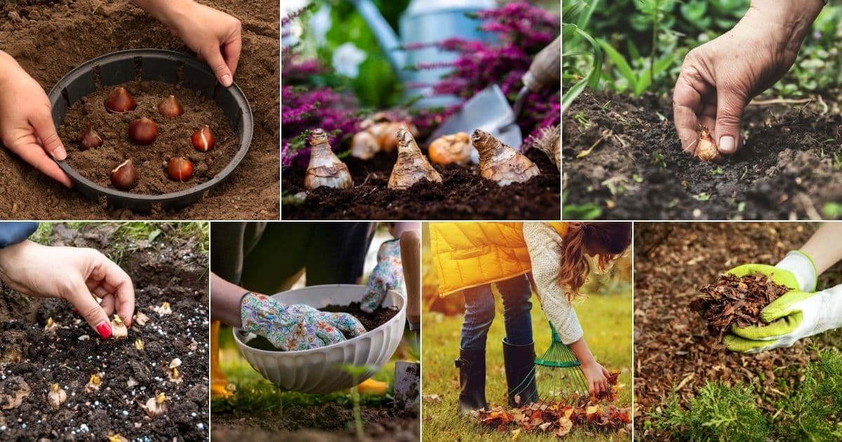 13 Fall Bulb Planting Tips for Bigger Blooms - Gardening