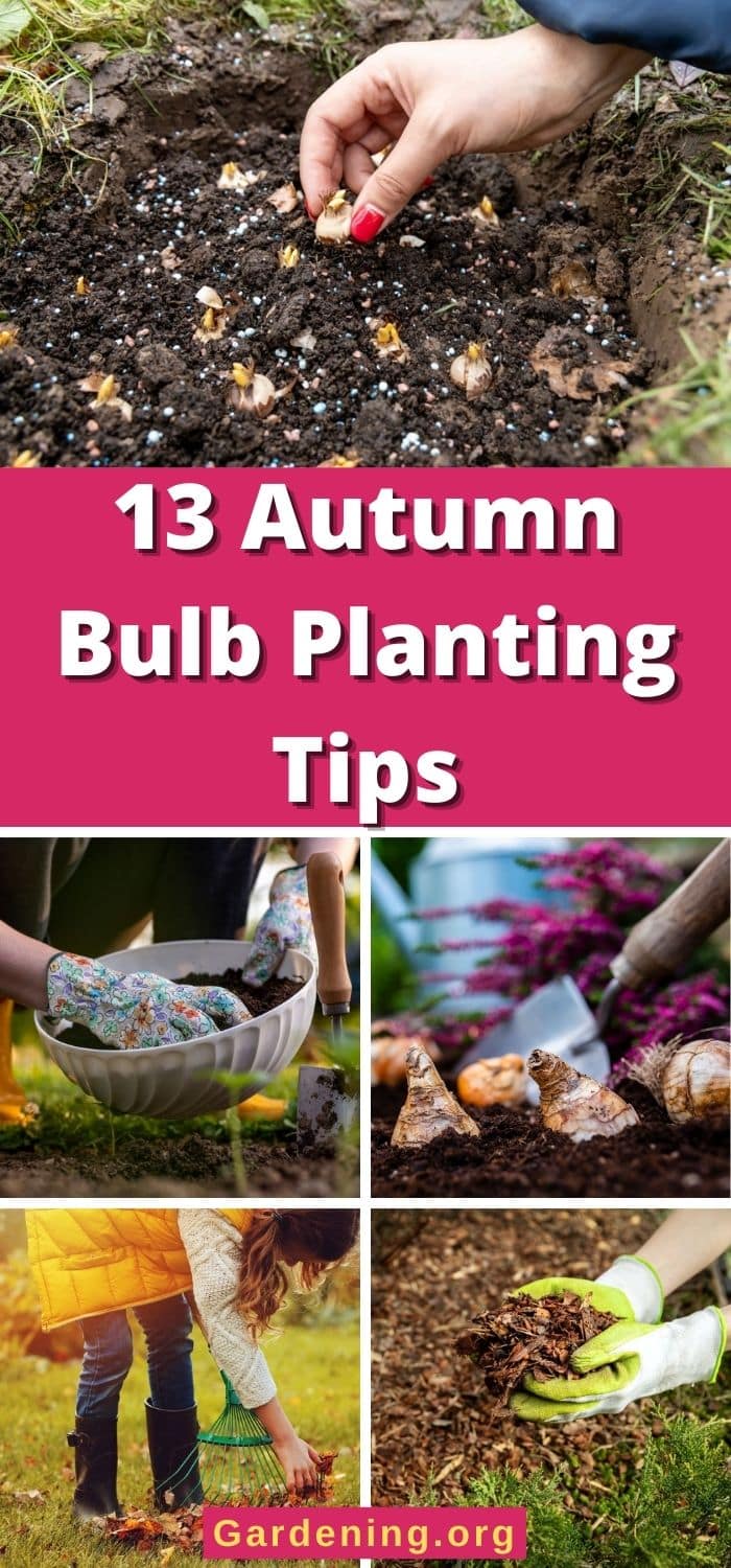 13 Fall Bulb Planting Tips for Bigger Blooms - Gardening