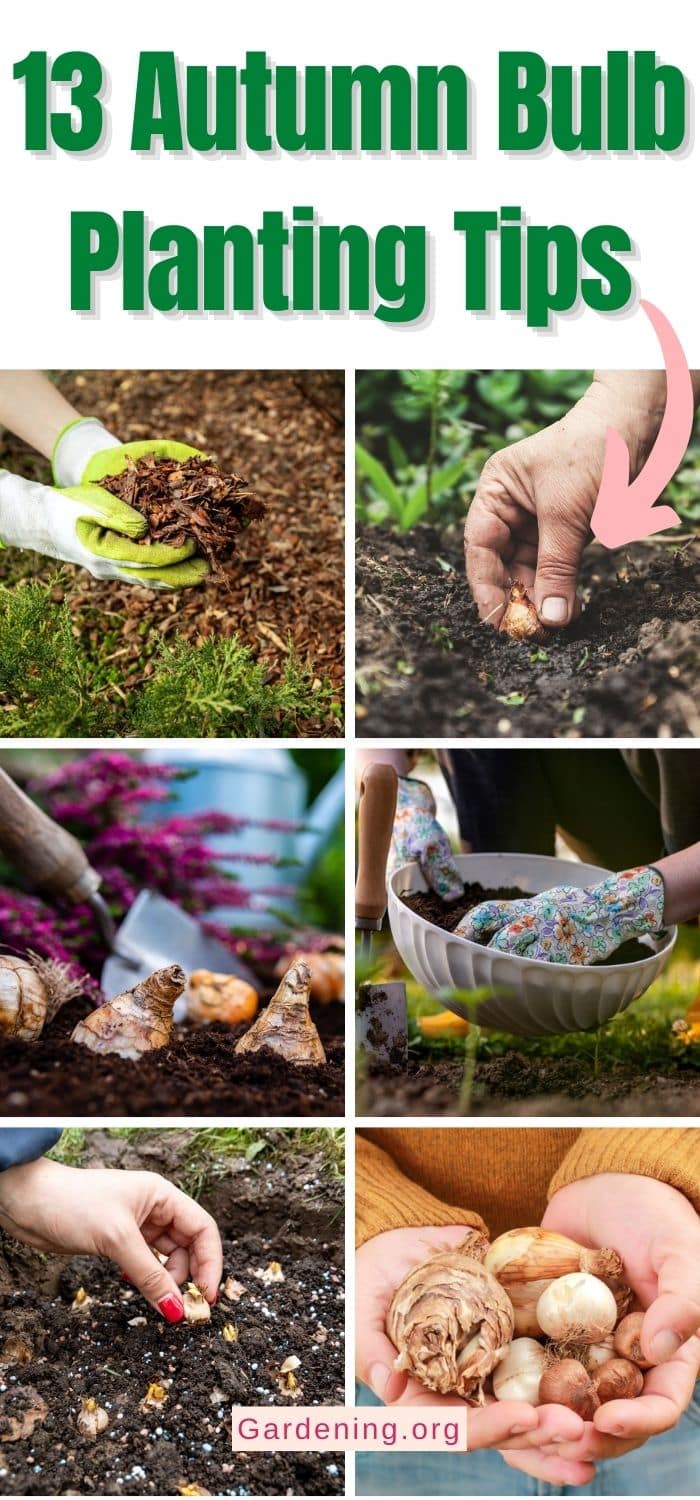 13 Fall Bulb Planting Tips for Bigger Blooms - Gardening