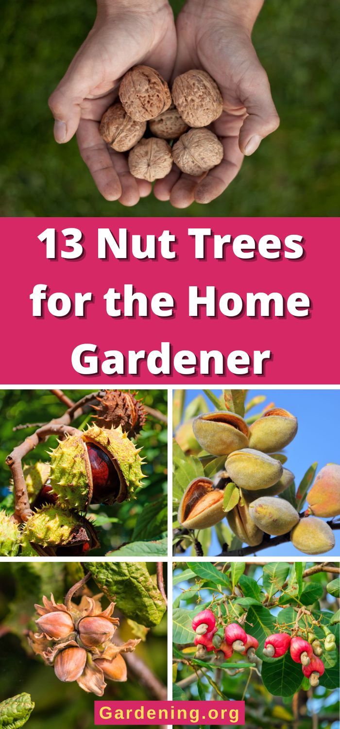 13 Nut Trees for the Home Gardener - Gardening