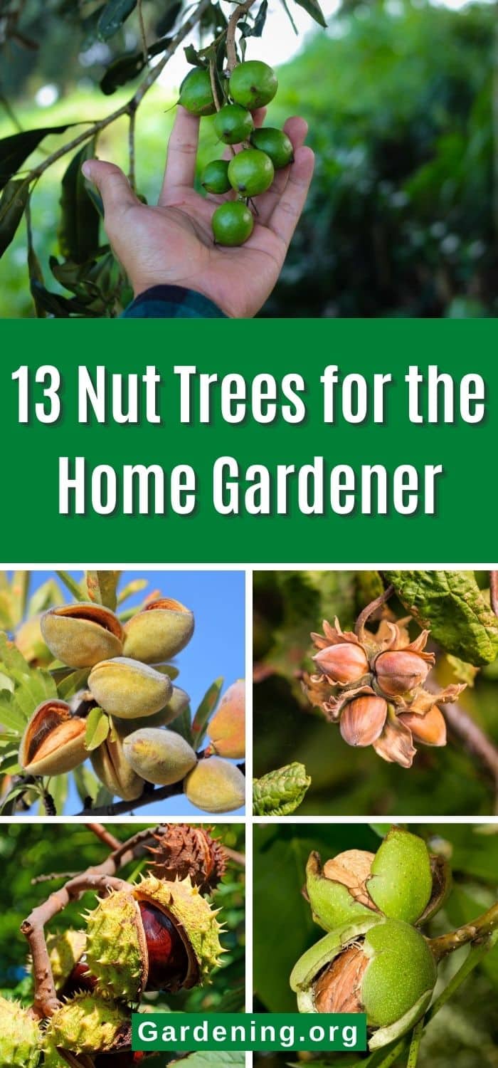 13 Nut Trees for the Home Gardener - Gardening