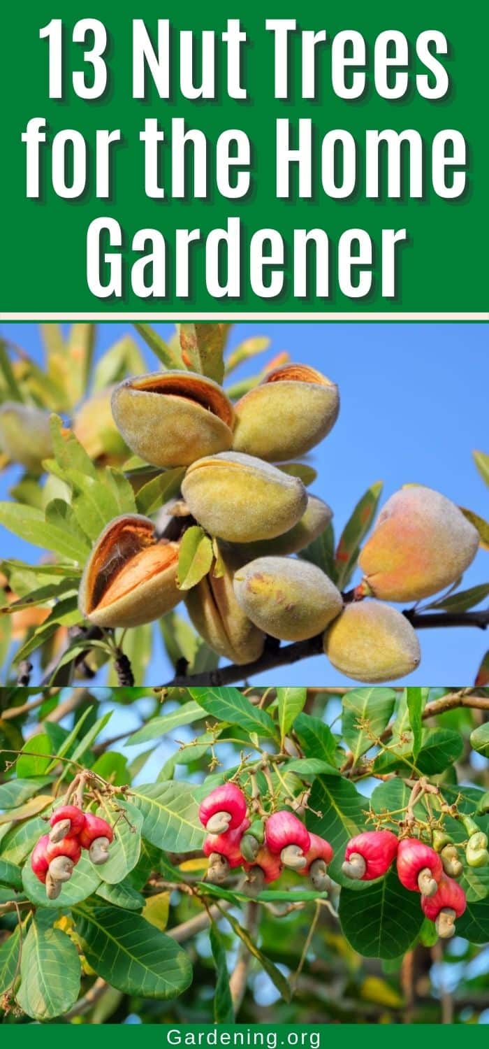 13 Nut Trees for the Home Gardener - Gardening
