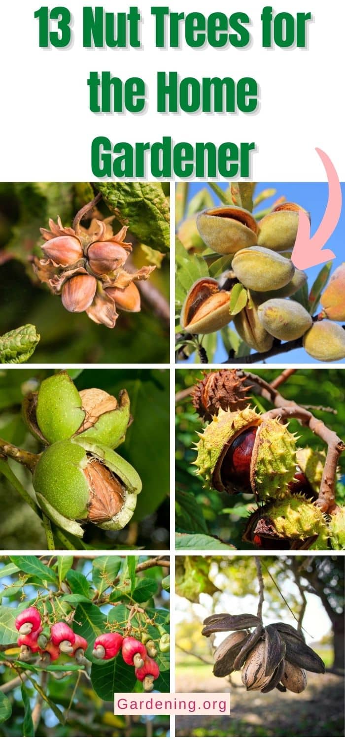 13 Nut Trees for the Home Gardener - Gardening