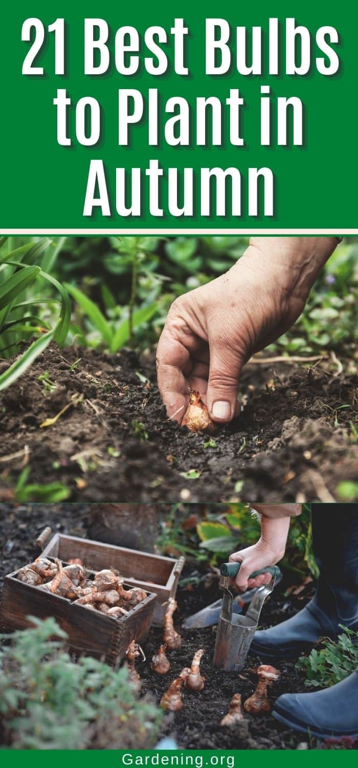 21 Best Bulbs to Plant in Fall - Gardening