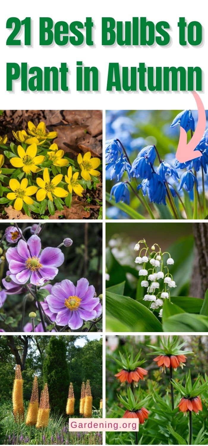 21 Best Bulbs to Plant in Fall - Gardening